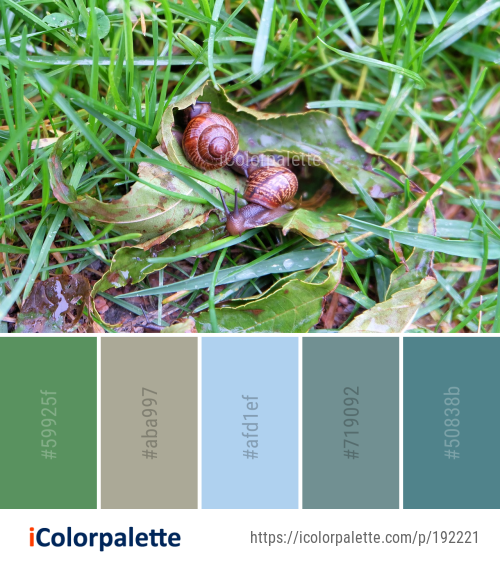 Color Palette Ideas from Snails And Slugs Snail Molluscs Image ...