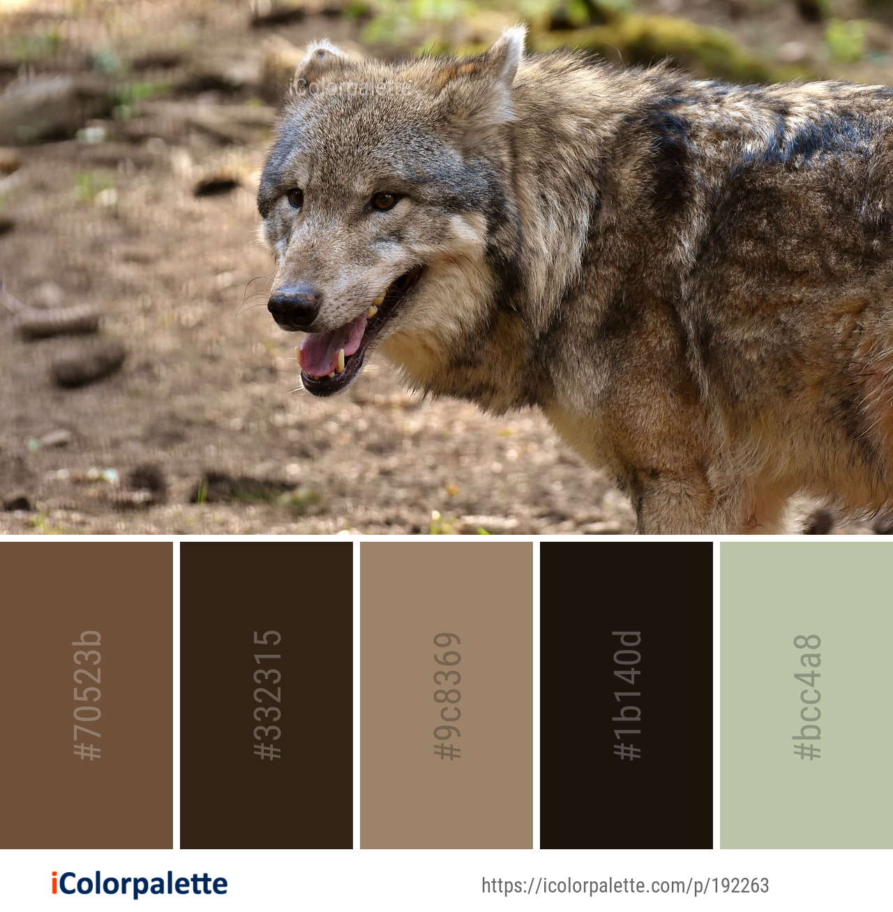 74+ Wolf Color Palette ideas in 2025 | iColorPalette
