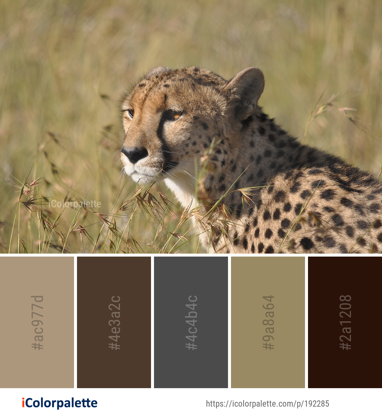 33+ Cheetah Color Palette ideas in 2025 | iColorPalette