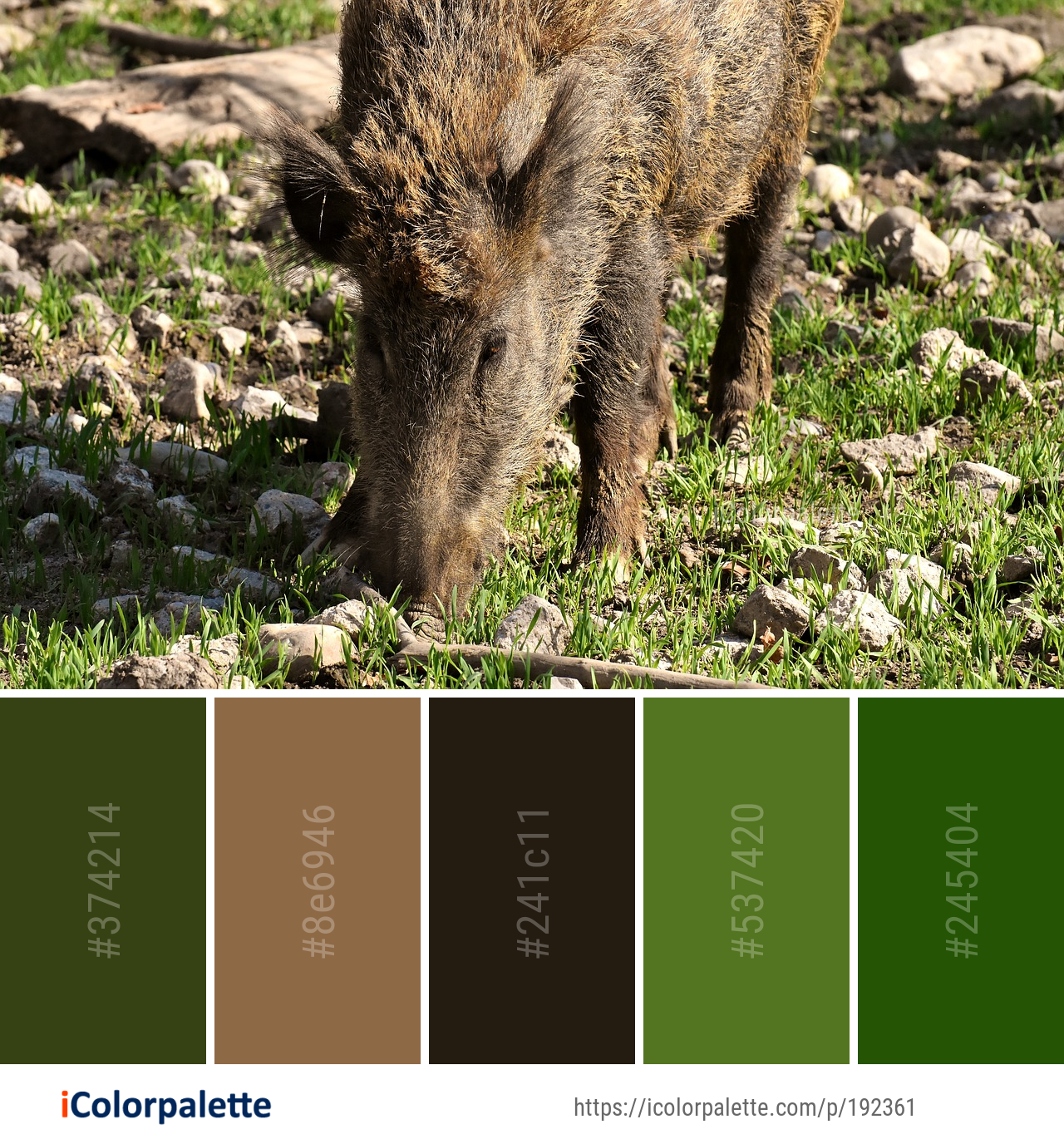 Color Palette Ideas from Pig Like Mammal Wildlife Fauna Image ...