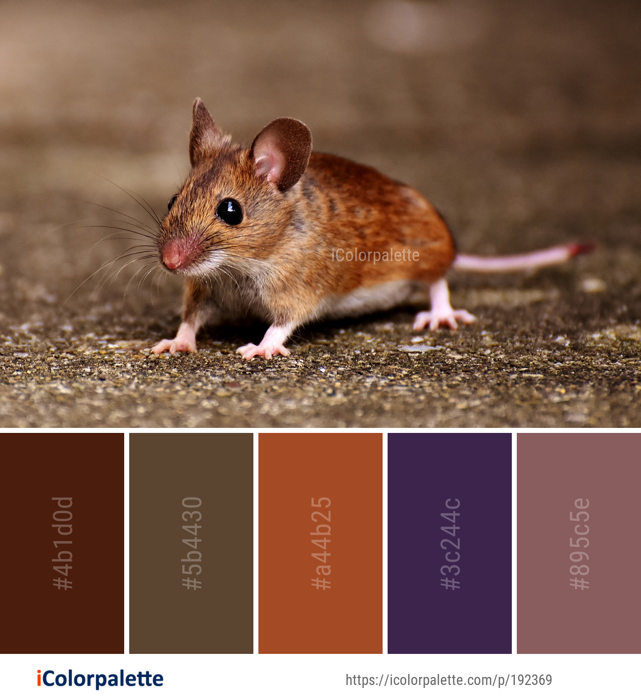 Color Palette Ideas from Mouse Fauna Muridae Image | iColorpalette