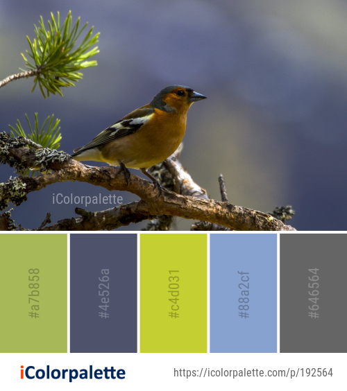 19+ Brambling Color Palette ideas in 2026 | iColorPalette