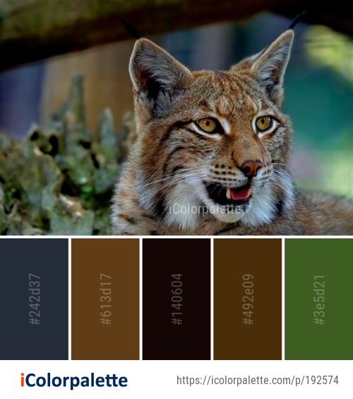 Color Palette Ideas from Wildlife Mammal Lynx Image | iColorpalette