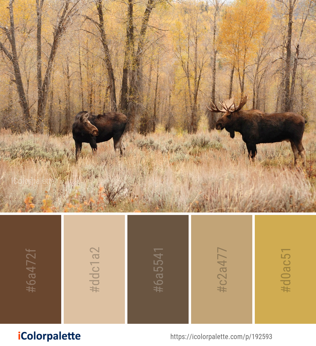 Color Palette Ideas from Wildlife Fauna Wilderness Image | iColorpalette