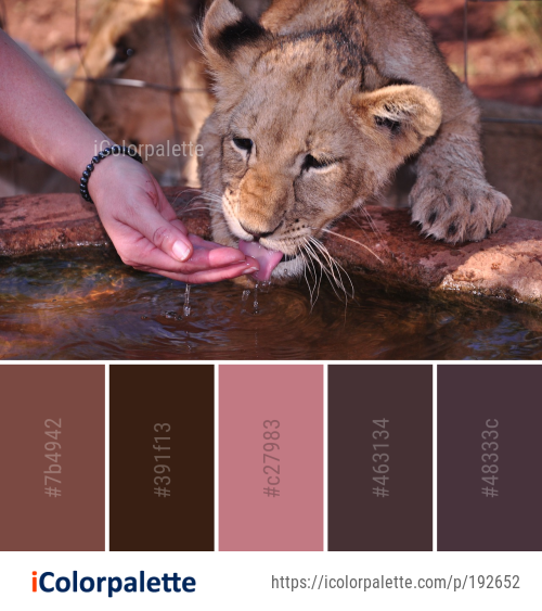 Color Palette Ideas from Wildlife Mammal Lion Image | iColorpalette