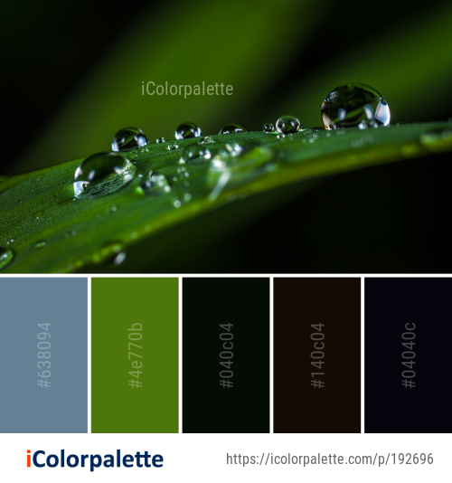 Color Palette Ideas from Dew Water Drop Image | iColorpalette