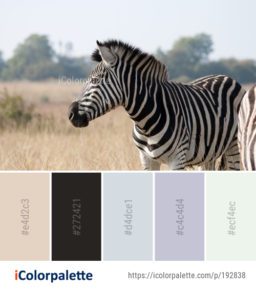 38+ Zebra Color Palette ideas in 2026 | iColorPalette