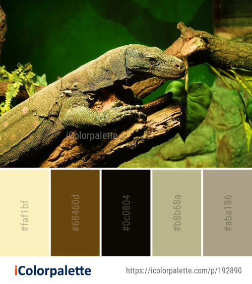 Komodo Dragon Color Pattern Komodo Dragon Vs Blue Viper: The Battle Of