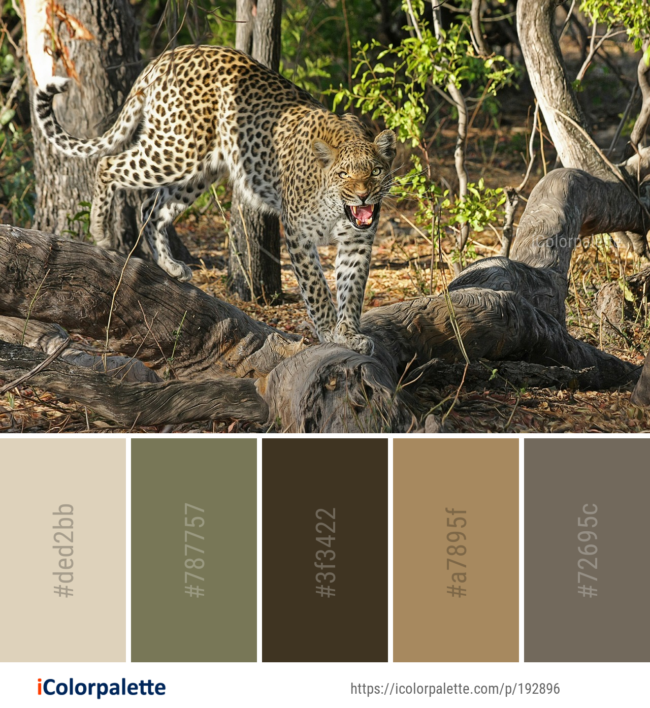 Color Palette Ideas from Wildlife Terrestrial Animal Mammal Image ...
