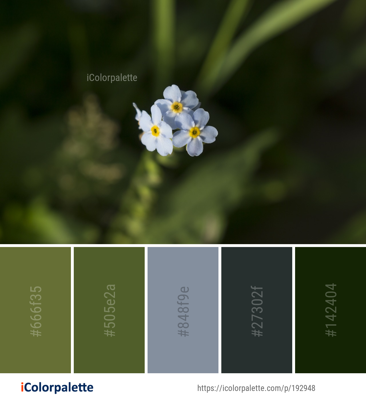 48+ Forget Me Not Color Palette ideas in 2026 | iColorPalette