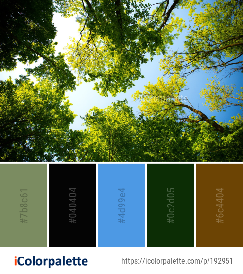 Color Palette Ideas from Leaf Sky Nature Image | iColorPalette