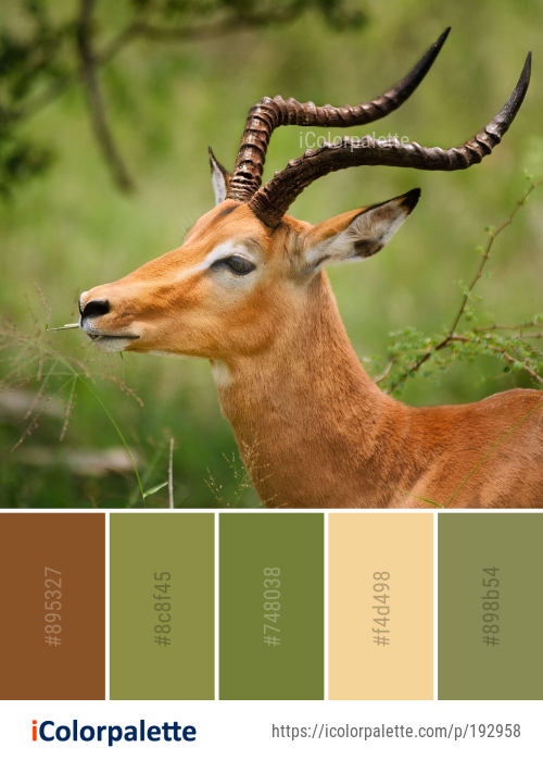 Color Palette Ideas from Wildlife Terrestrial Animal Fauna Image ...