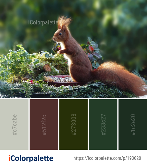 Color Palette Ideas from Squirrel Fauna Mammal Image | iColorpalette