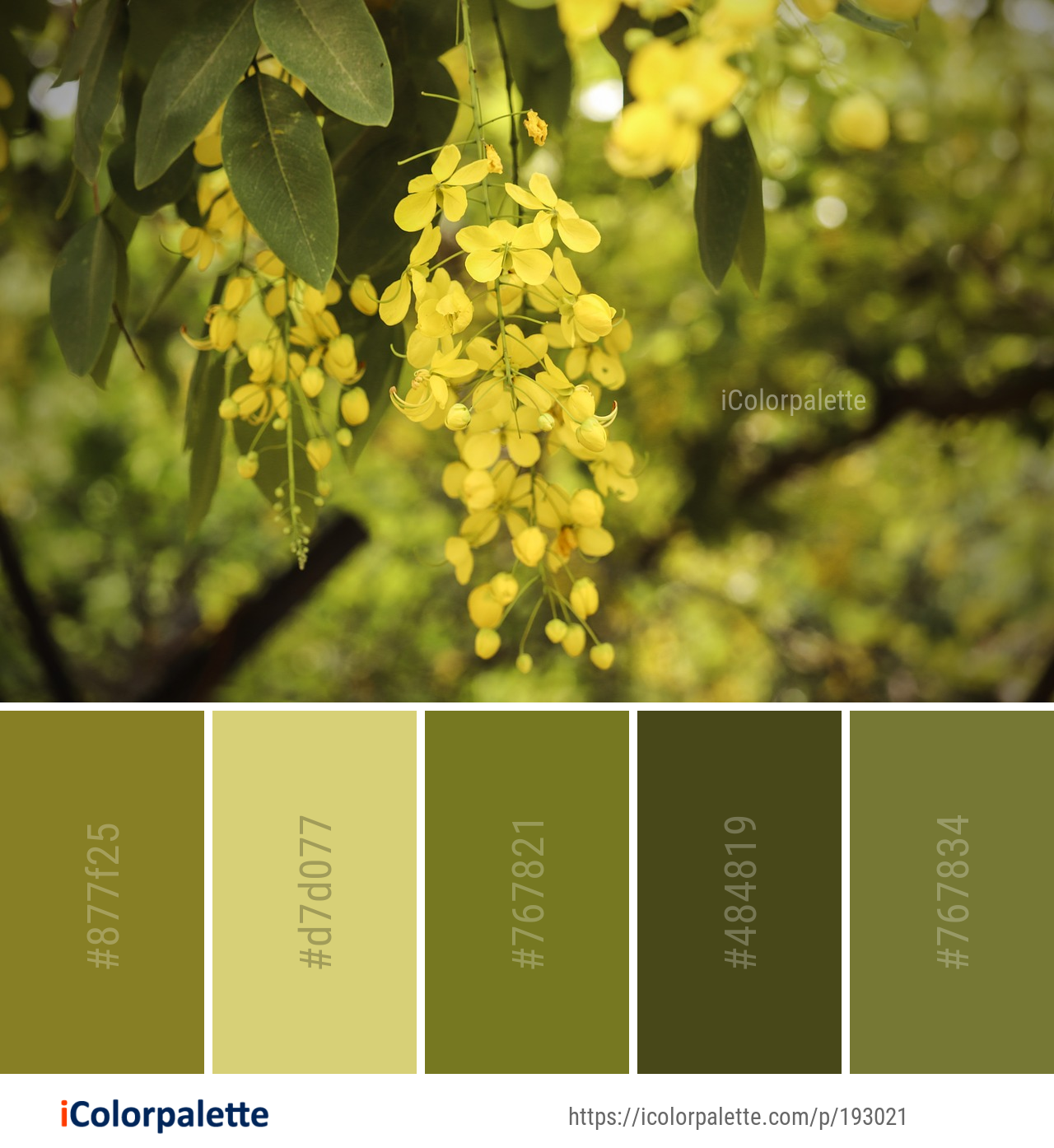 Color Palette Ideas from Flora Spring Tree Image | iColorpalette