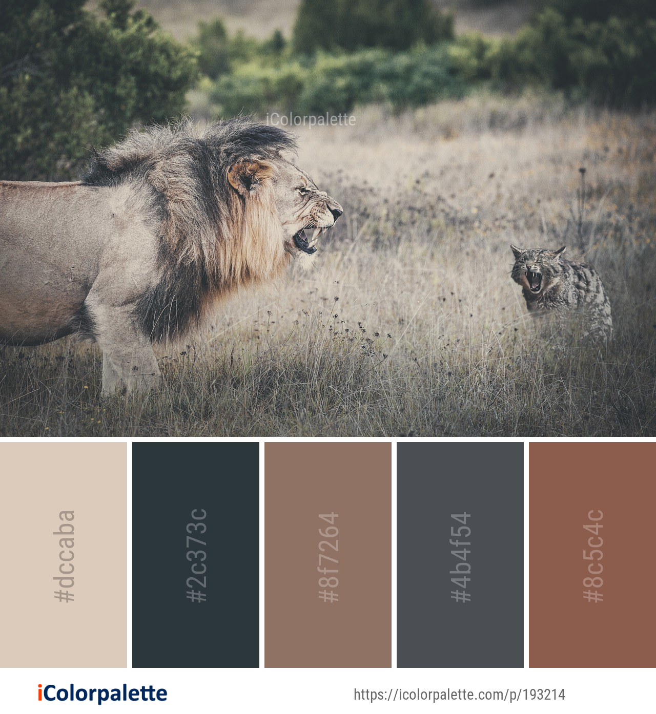 Color Palette Ideas from Wildlife Lion Mammal Image | iColorpalette