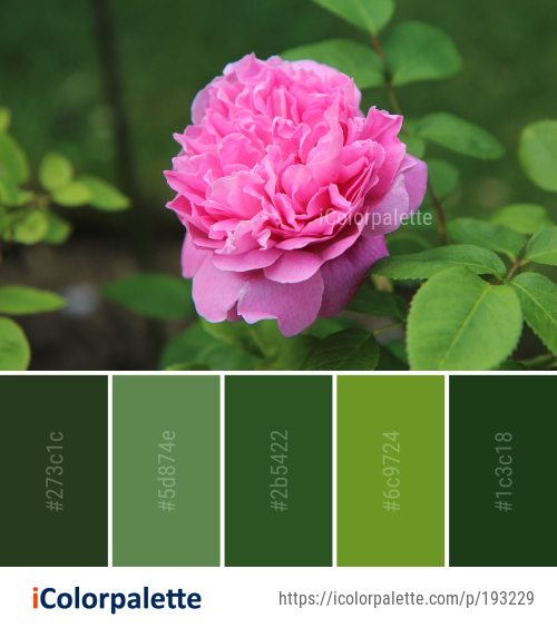 Color Palette Ideas from Flower Rose Plant Image | iColorpalette