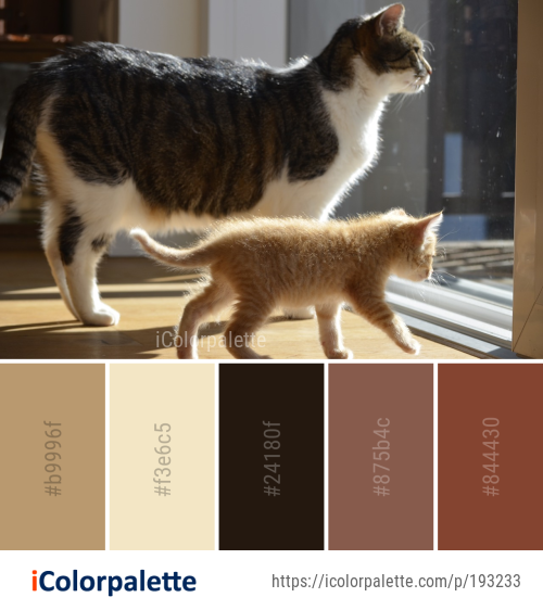 Color Palette Ideas from Cat Fauna Small To Medium Sized Cats Image ...