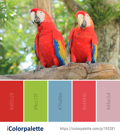 60+ Macaw Color Palette ideas in 2026 | iColorPalette