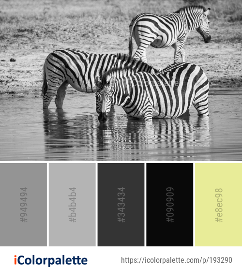 Color Palette Ideas from Wildlife Zebra Black And White Image ...