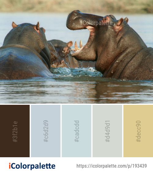 16 Hippopotamus Color Palette ideas in 2025 | iColorpalette