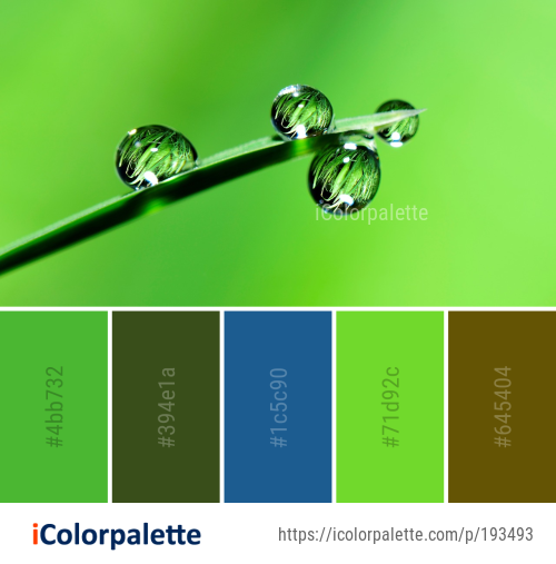 Color Palette Ideas from Water Dew Green Image | iColorpalette