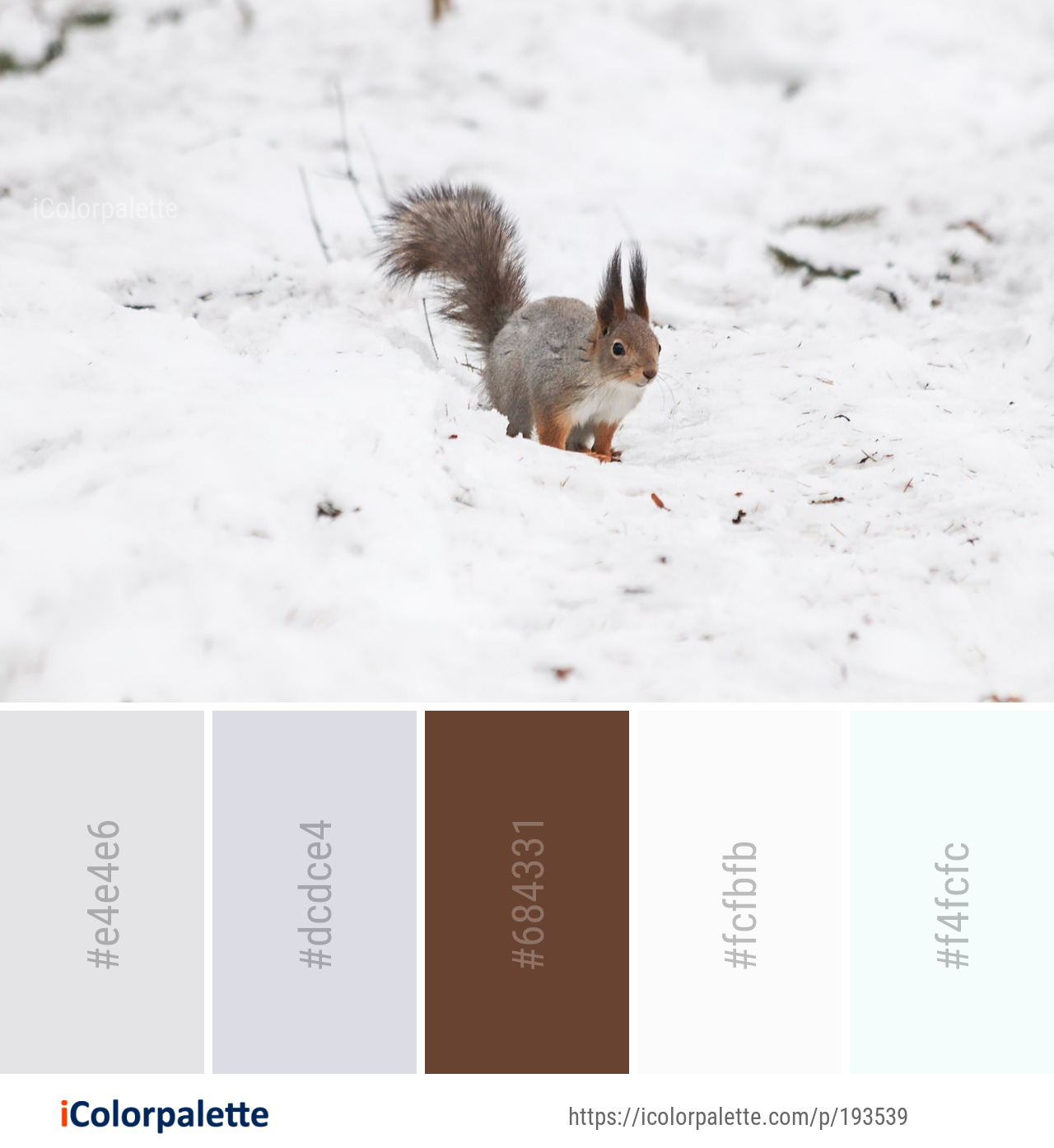 Color Palette Ideas from Squirrel Mammal Fauna Image | iColorpalette