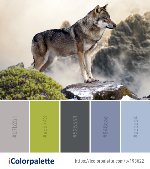 Color Palette Ideas from Wolf Wildlife Mammal Image | iColorpalette