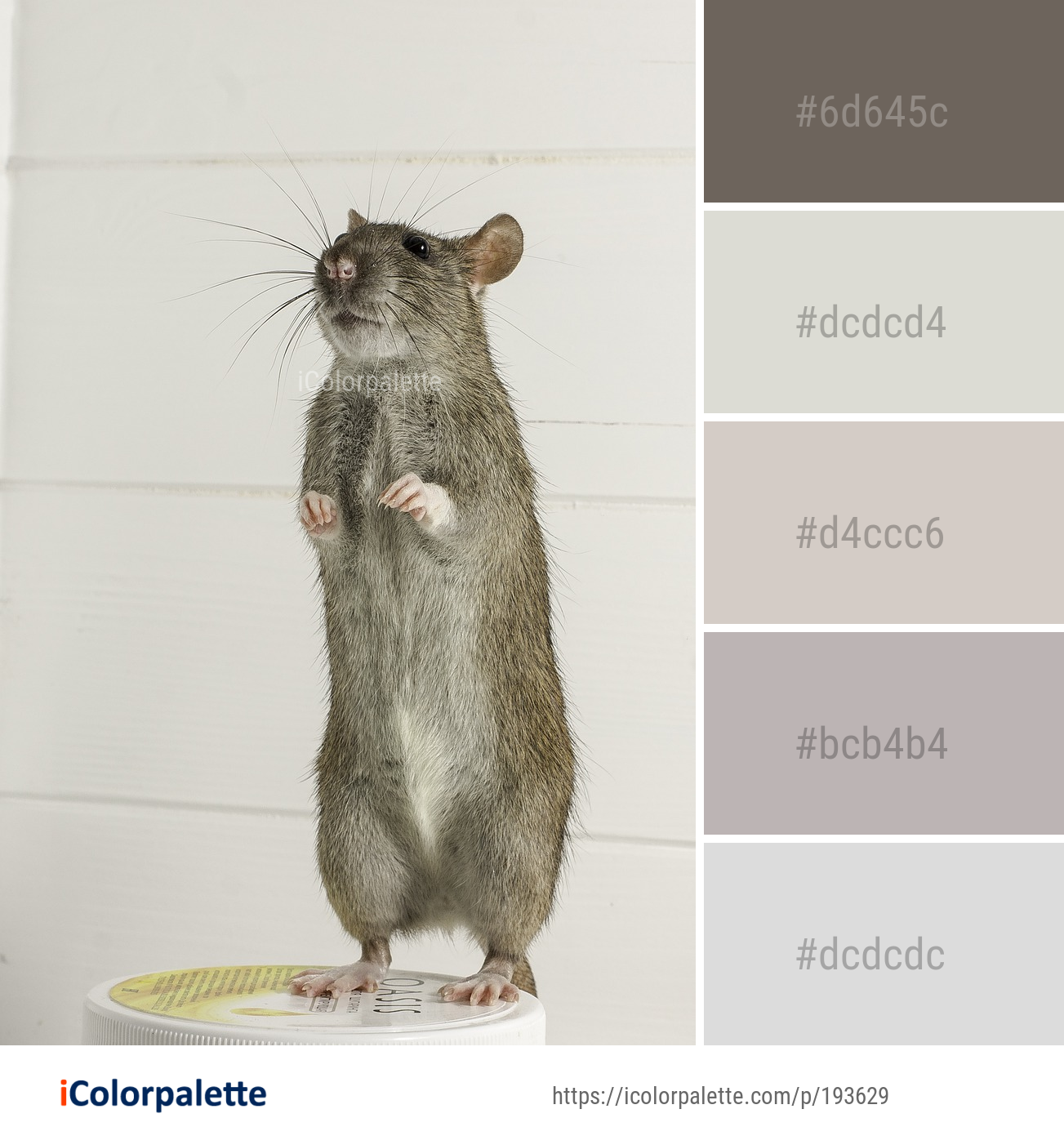 Color Palette Ideas from Rat Fauna Mouse Image | iColorpalette