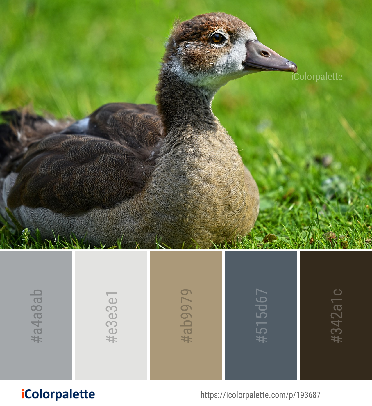Color Palette Ideas from Bird Duck Fauna Image | iColorpalette
