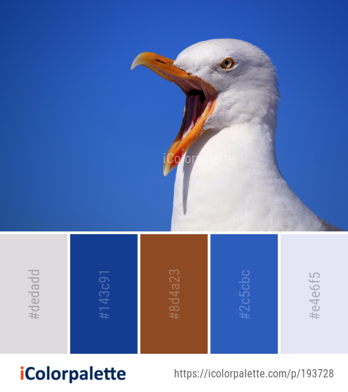 Color Palette Ideas from Bird Beak Gull Image | iColorpalette