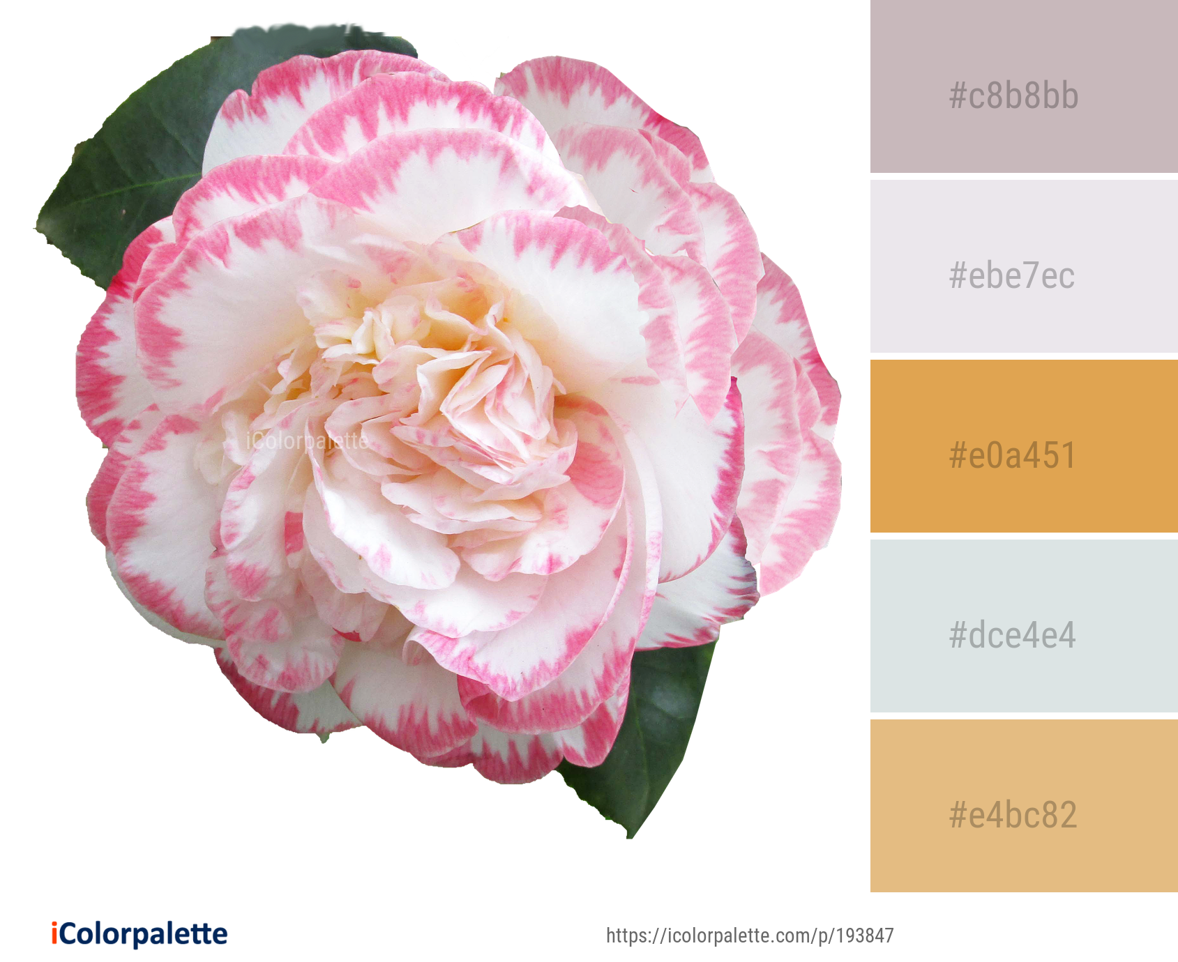 Color Palette Ideas from Flower Pink Flowering Plant Image | iColorpalette