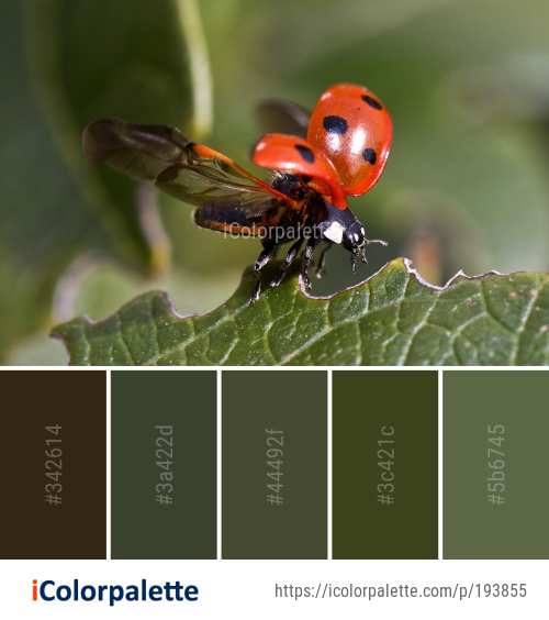 Color Palette Ideas from Insect Beetle Invertebrate Image | iColorpalette