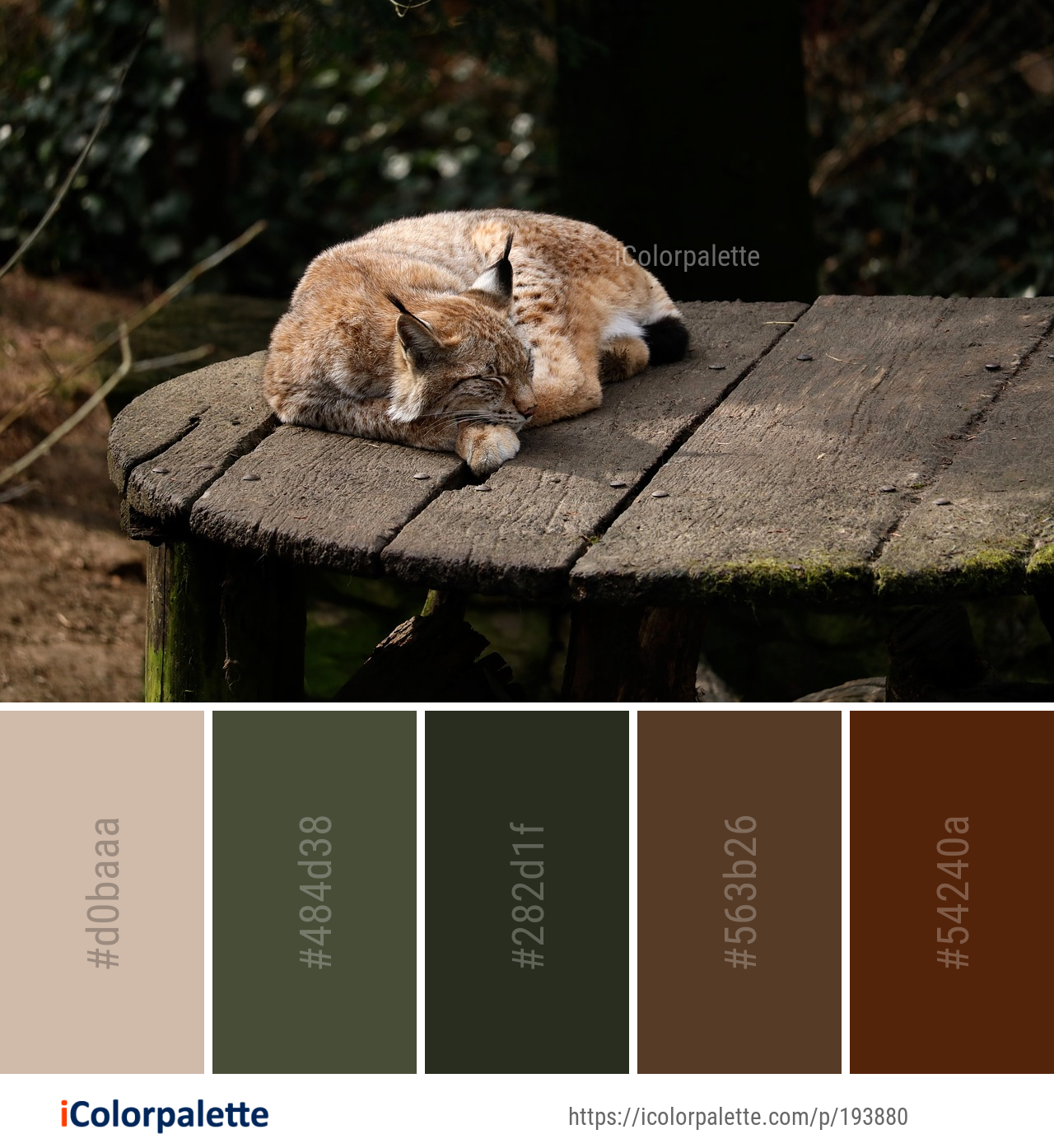 Color Palette Ideas from Fauna Mammal Wildlife Image | iColorpalette