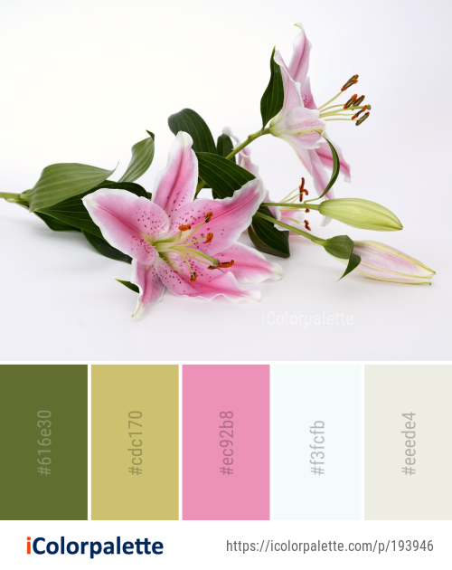 Color Palette Ideas from Flower Lily Plant Image | iColorpalette