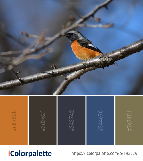 42+ Robin Color Palette ideas in 2025 | iColorPalette