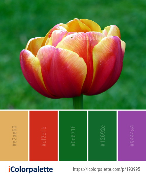 Color Palette Ideas from Flower Plant Tulip Image | iColorpalette