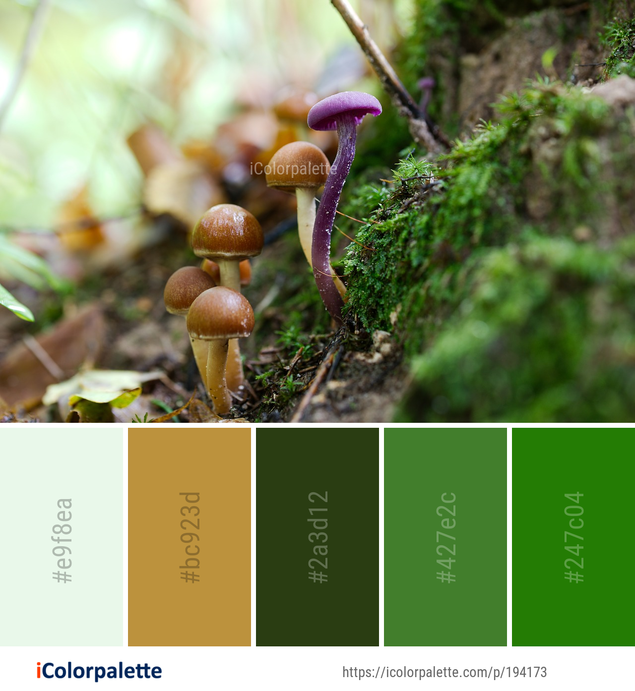 Color Palette Ideas from Fungus Vegetation Mushroom Image | iColorpalette