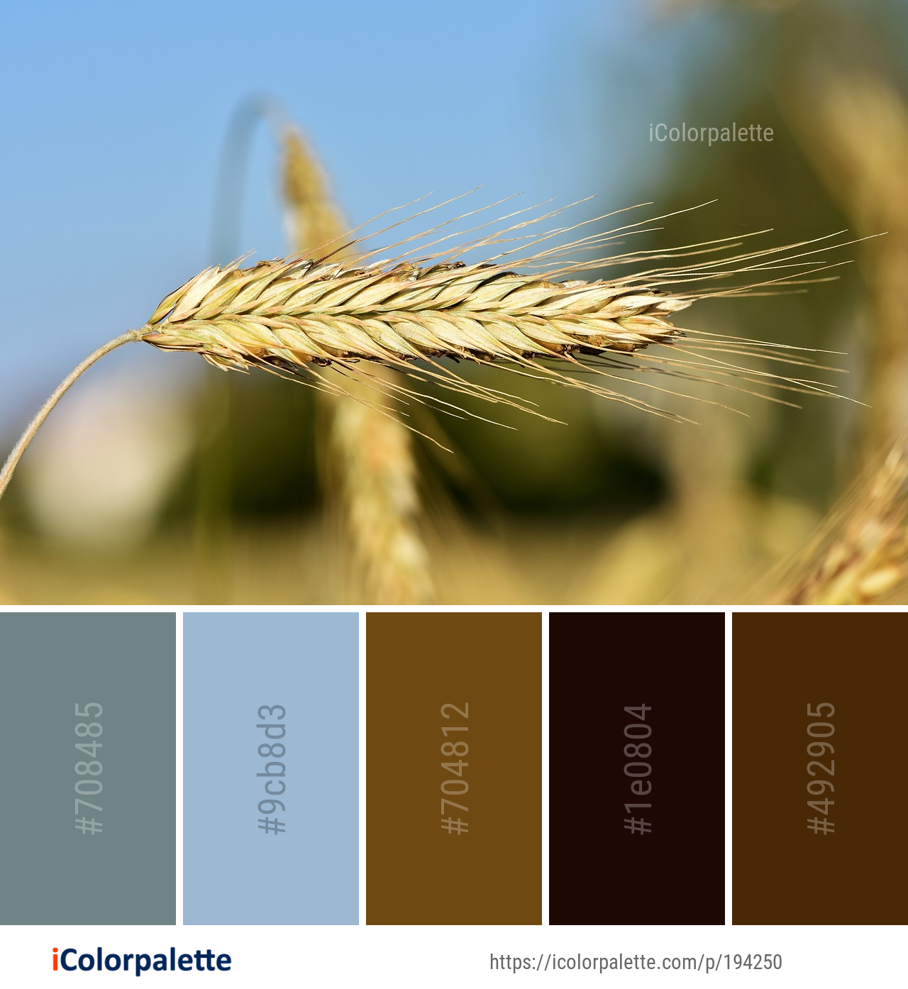 Color Palette Ideas from Food Grain Grass Family Rye Image | iColorpalette
