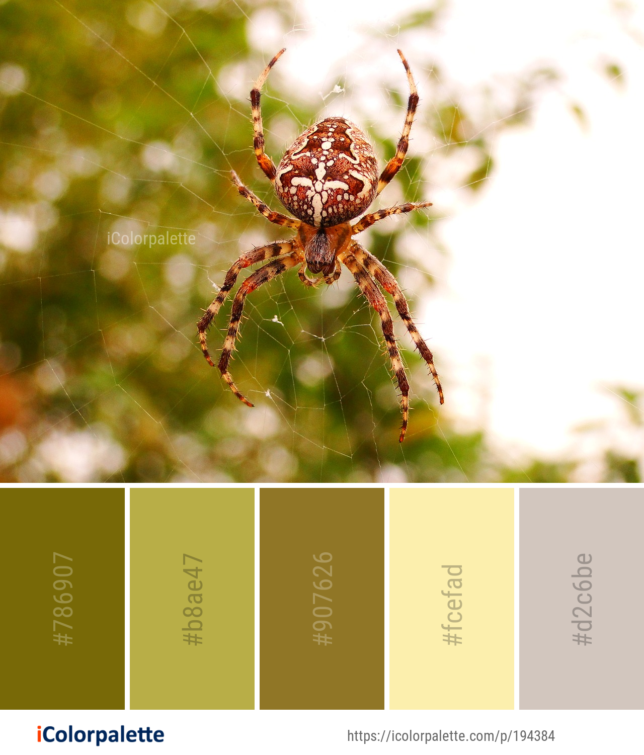 Color Palette Ideas from Spider Arachnid Orb Weaver Image | iColorpalette