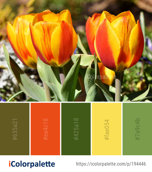 Color Palette Ideas from Flower Plant Tulip Image | iColorpalette