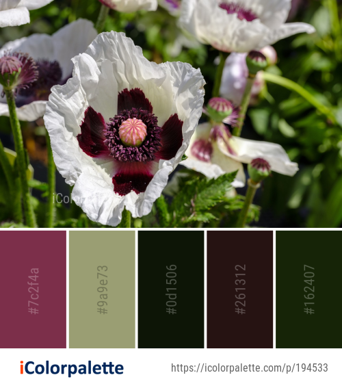 Color Palette Ideas from Flower Plant Flowering Image | iColorpalette