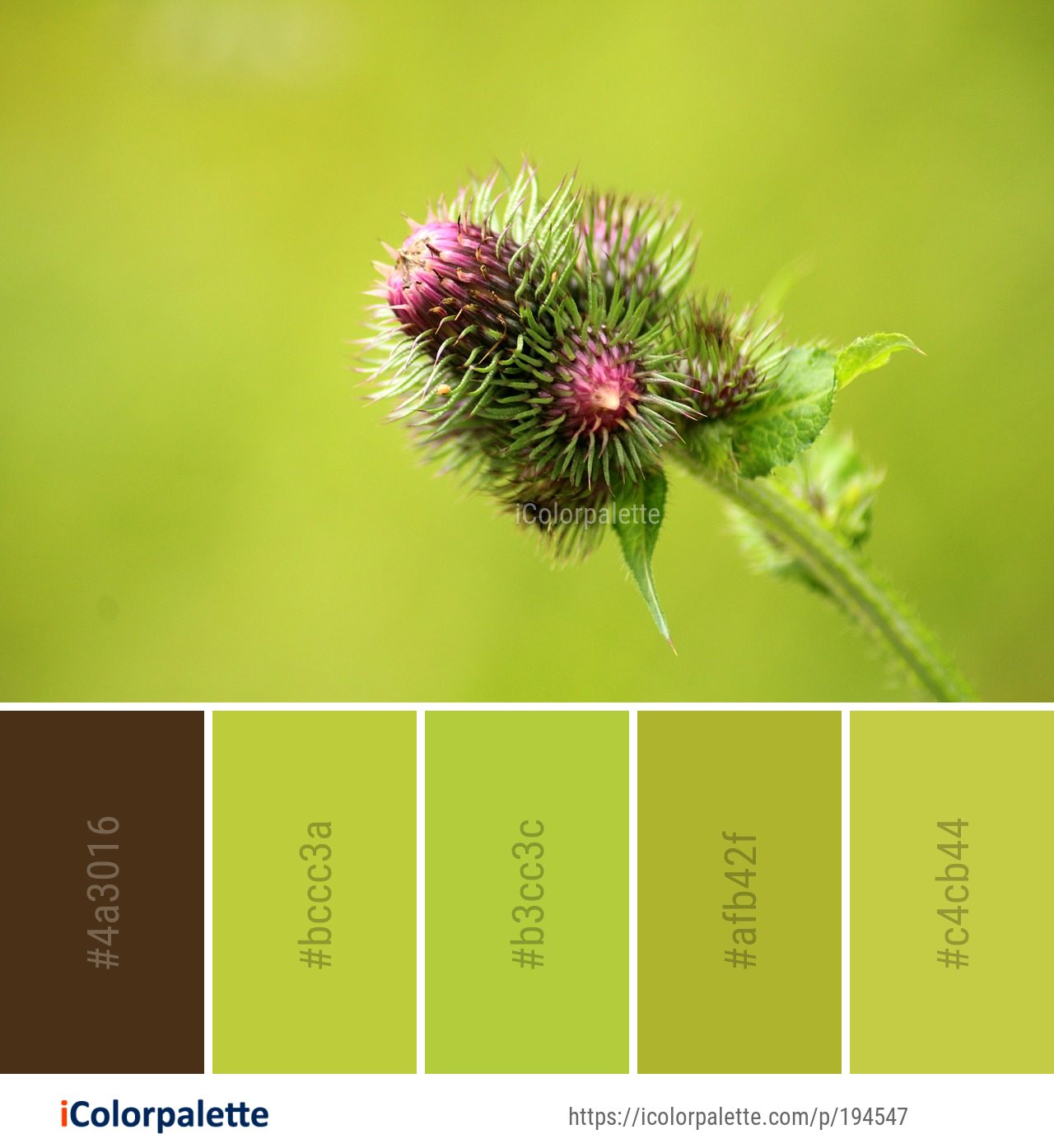27 Greater Burdock Color Palette ideas in 2025 | iColorpalette