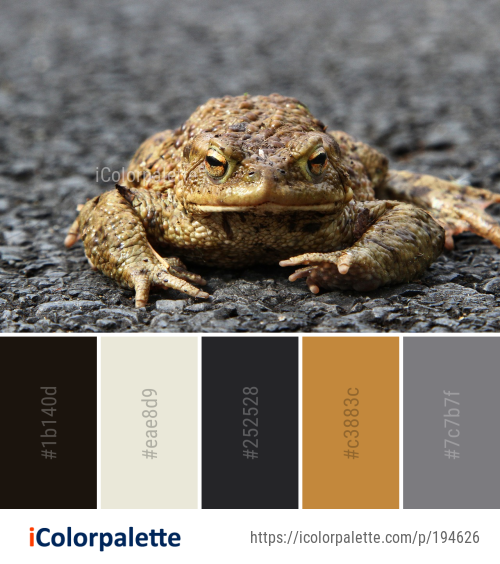 Color Palette Ideas from Toad Amphibian Frog Image | iColorpalette