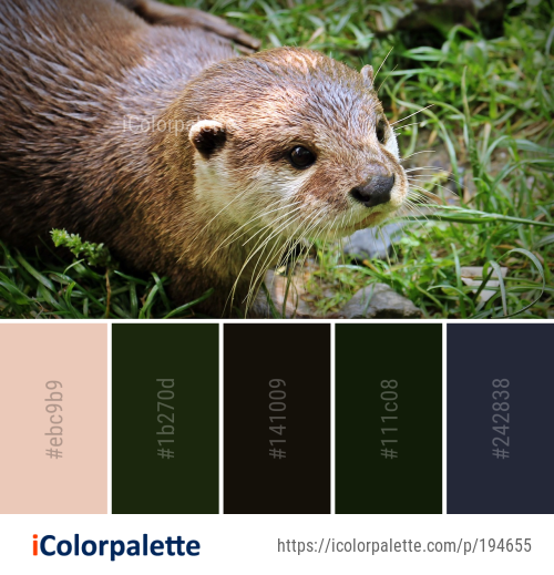 Color Palette Ideas from Otter Fauna Mammal Image | iColorpalette