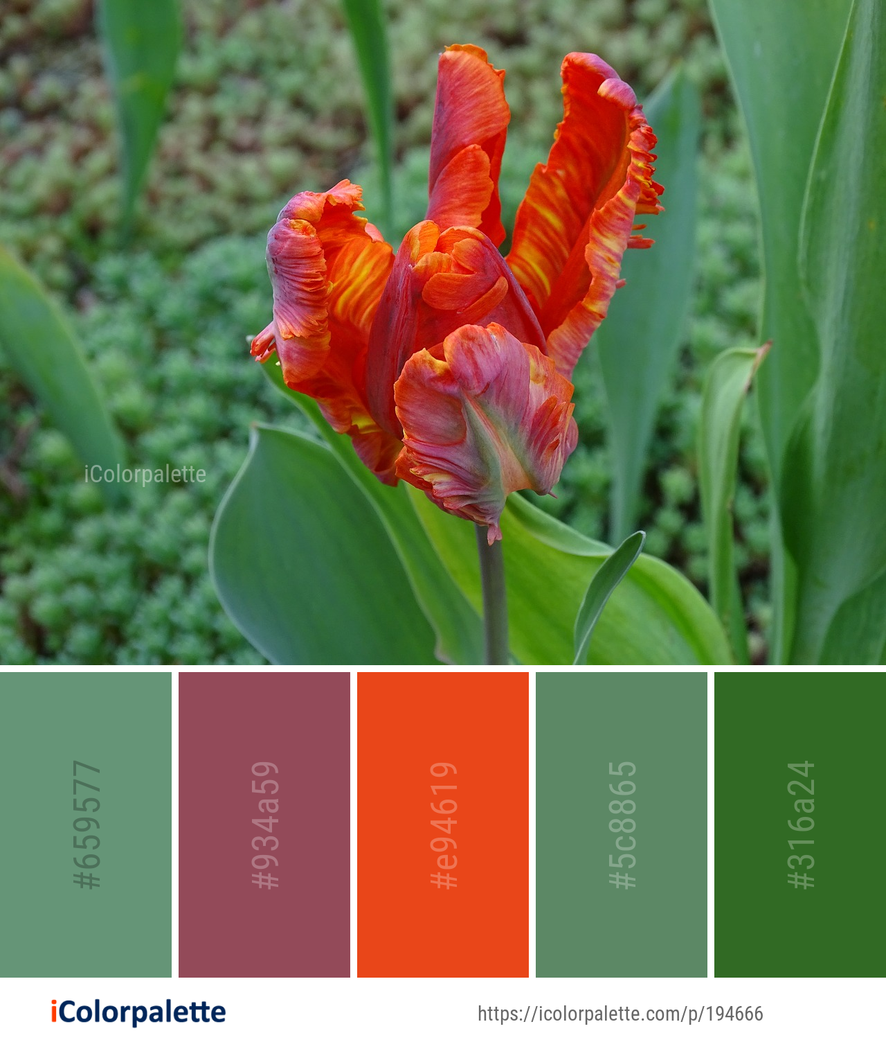 Color Palette Ideas from Plant Flower Flowering Image | iColorpalette