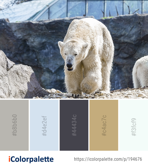 Color Palette Ideas from Polar Bear Image | iColorpalette