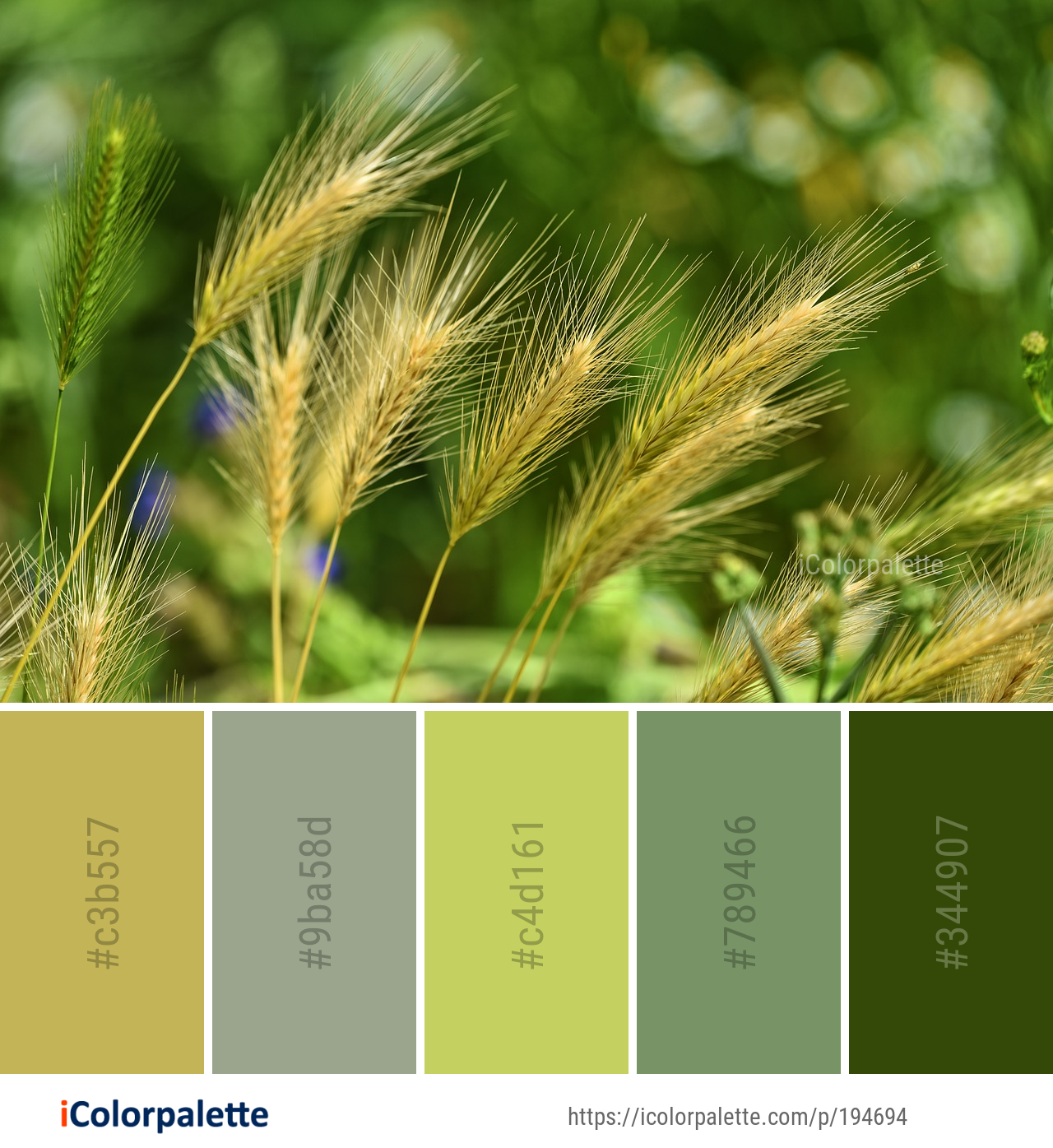 Color Palette Ideas from Food Grain Grass Family Hordeum Image ...