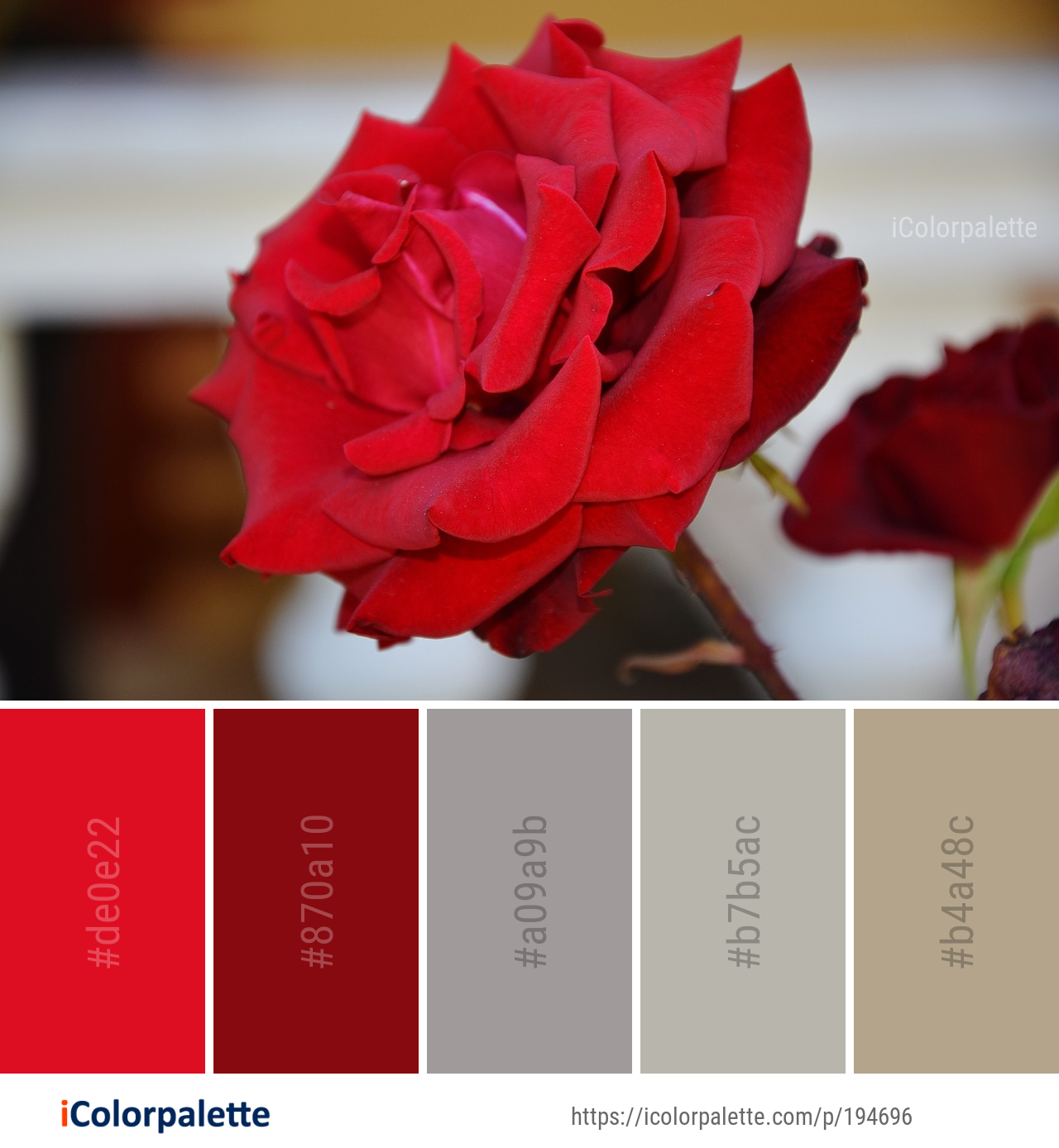 Color Palette Ideas from Rose Flower Red Image | iColorpalette