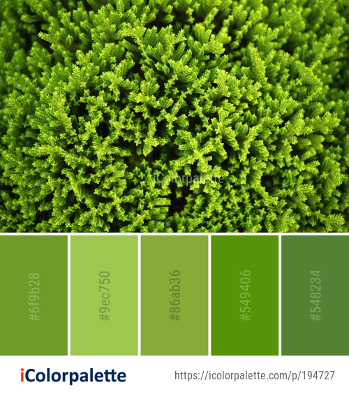 Color Palette Ideas from Vegetation Green Plant Image | iColorpalette