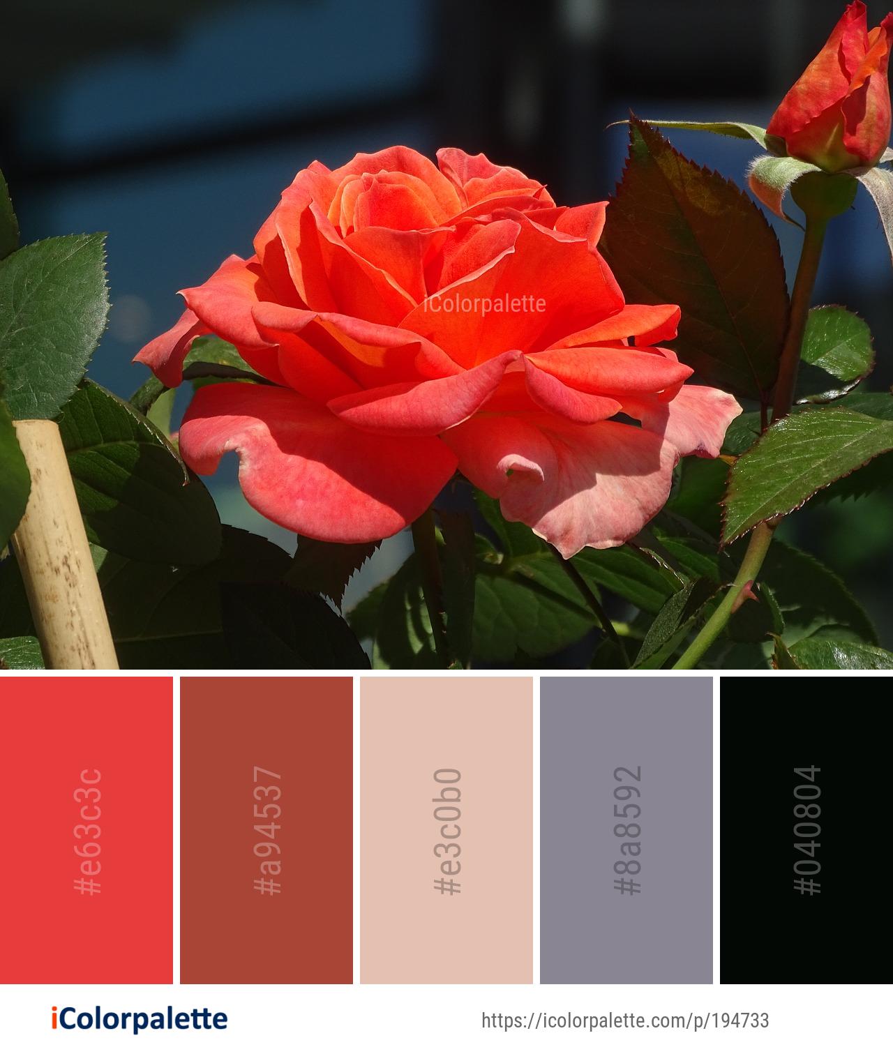 Color Palette Ideas from Rose Flower Family Image | iColorpalette